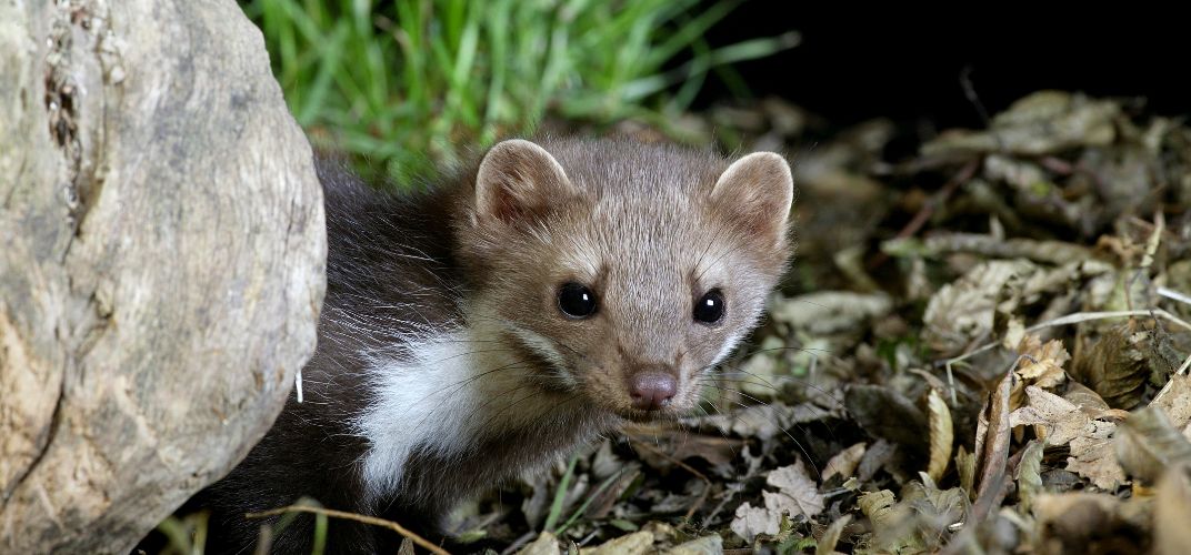 Jak pozbyć się kuny z samochodu? - Porady rolnicze i hodowlane - PanFarmerek - internetowy sklep ...